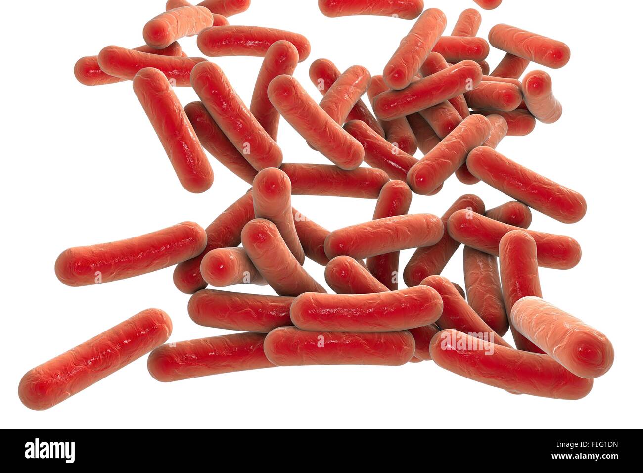 Illustration of rod-shaped bacteria. Rod-shaped bacteria include ...