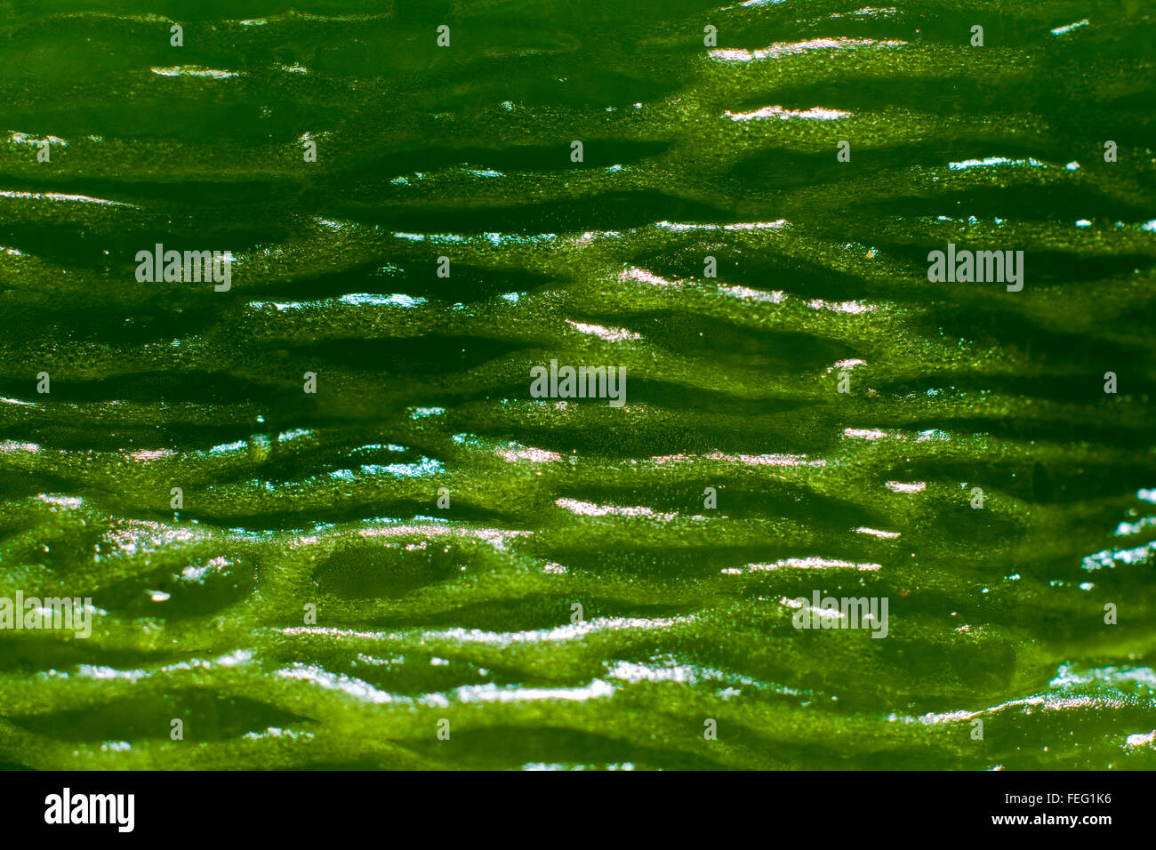 Inside of a pepper hi-res stock photography and images - Alamy