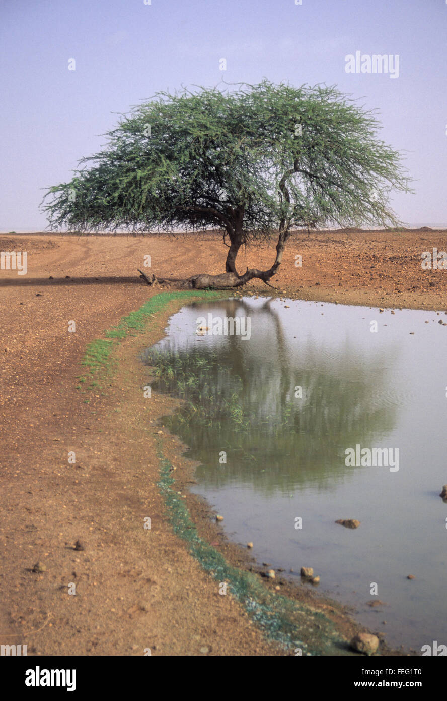 Niger west africa puddle water hi-res stock photography and images - Alamy