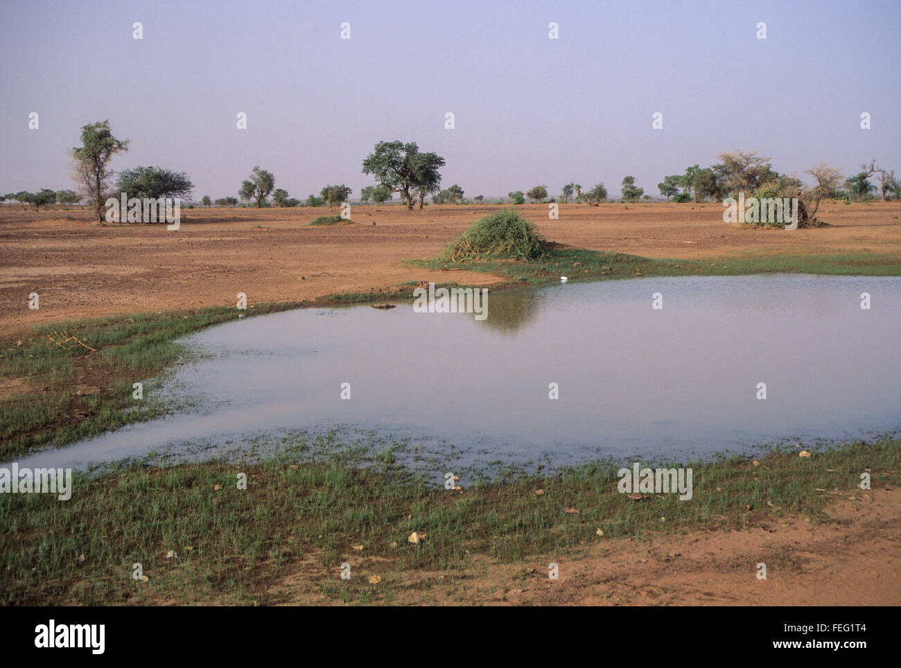 Niger, West Africa. Grass Sprouts around a Seasonal Rain Puddle during ...