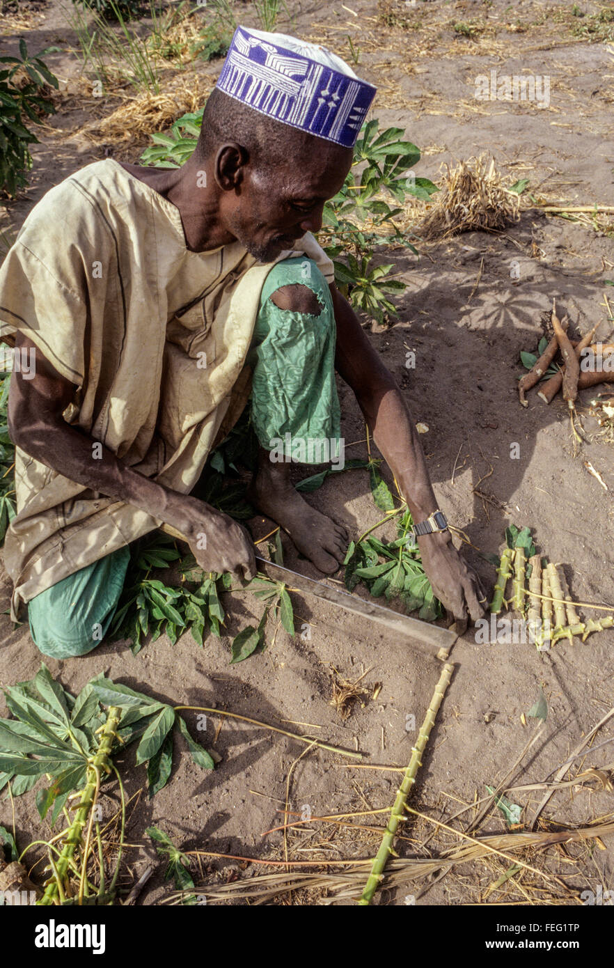 Niger, Falmeye, West Africa. Farmer Making Cassava Cuttings for ...