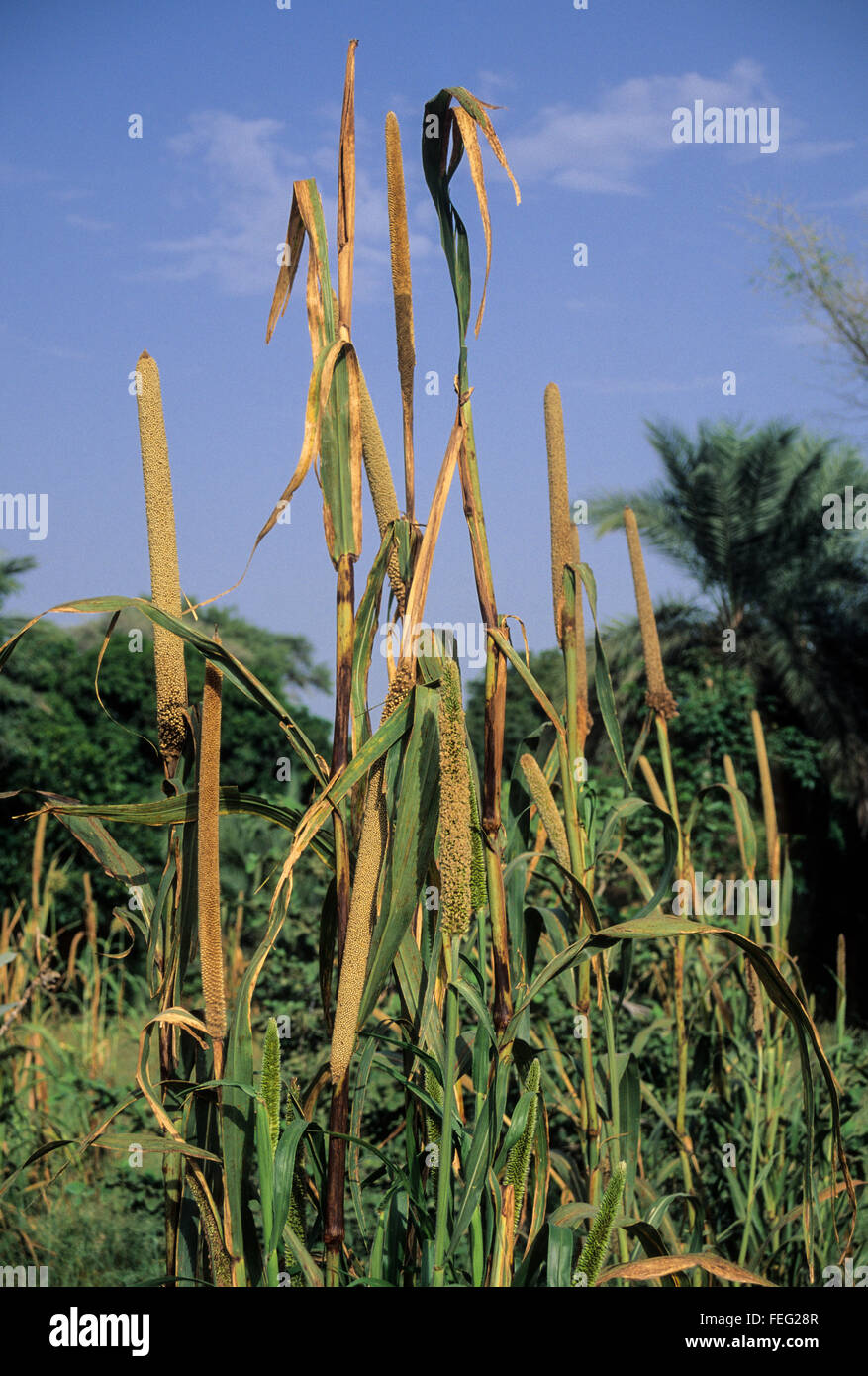 Niger, West Africa. Millet Growing in the Field Stock Photo - Alamy