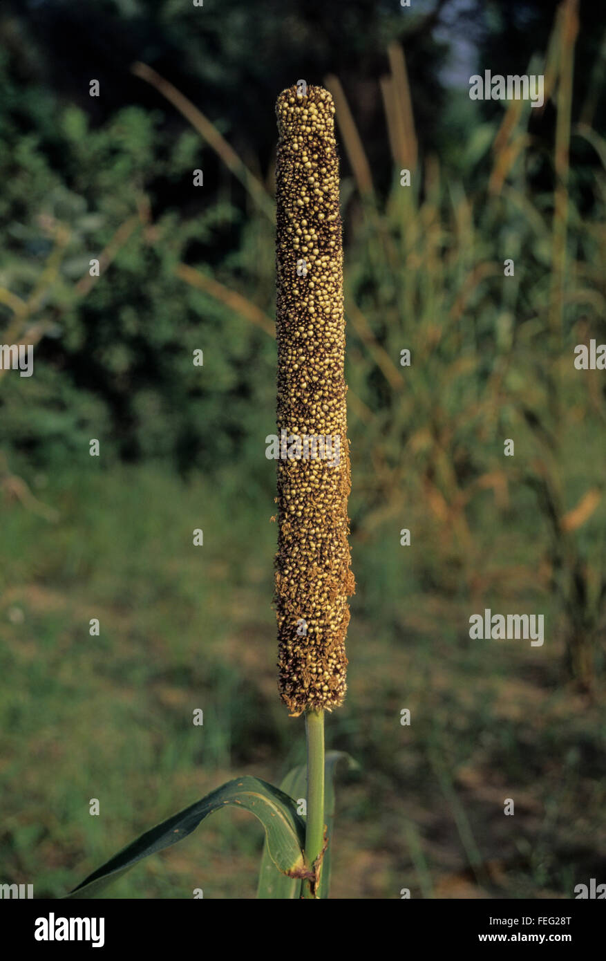 Niger, West Africa. Millet Growing in the Field Stock Photo - Alamy