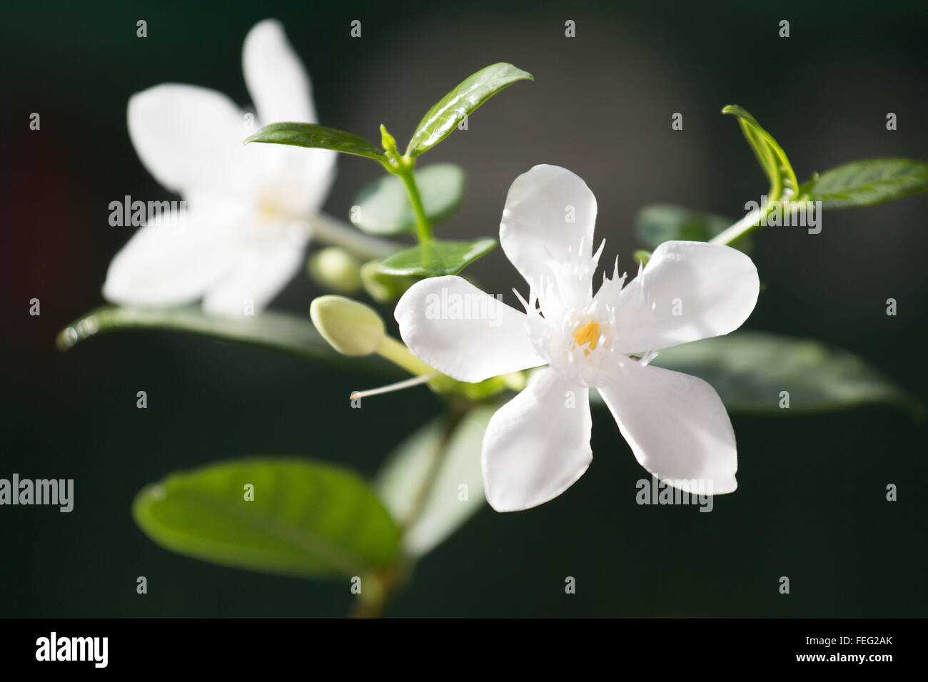 Jasmine flower white hi-res stock photography and images - Alamy