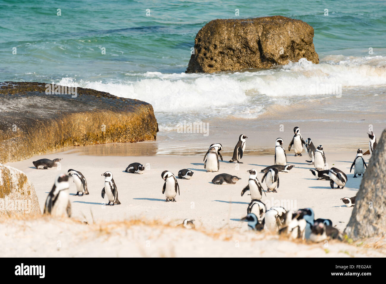 Penguin Beach South Africa