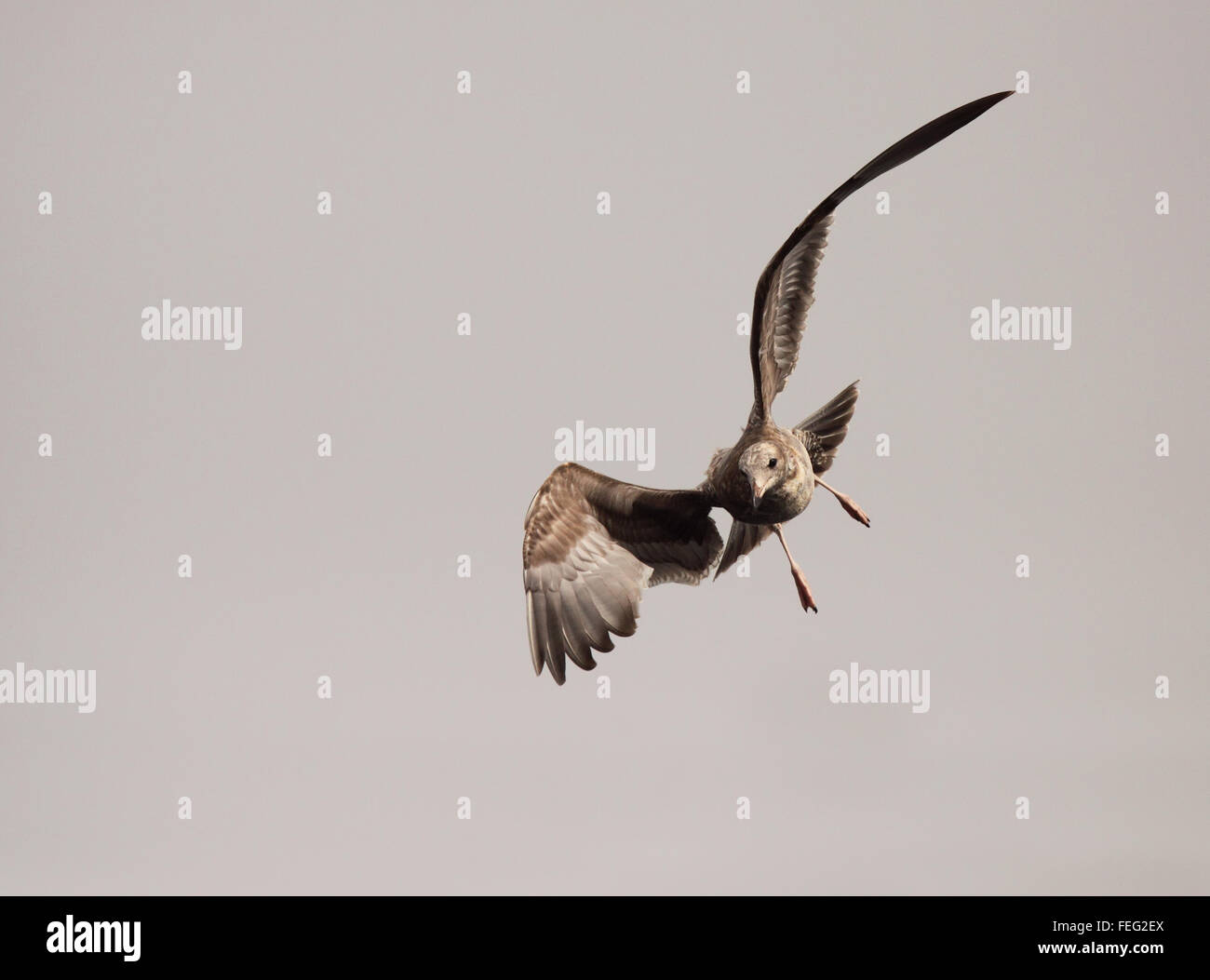 A Western Gull banking in flight Stock Photo - Alamy