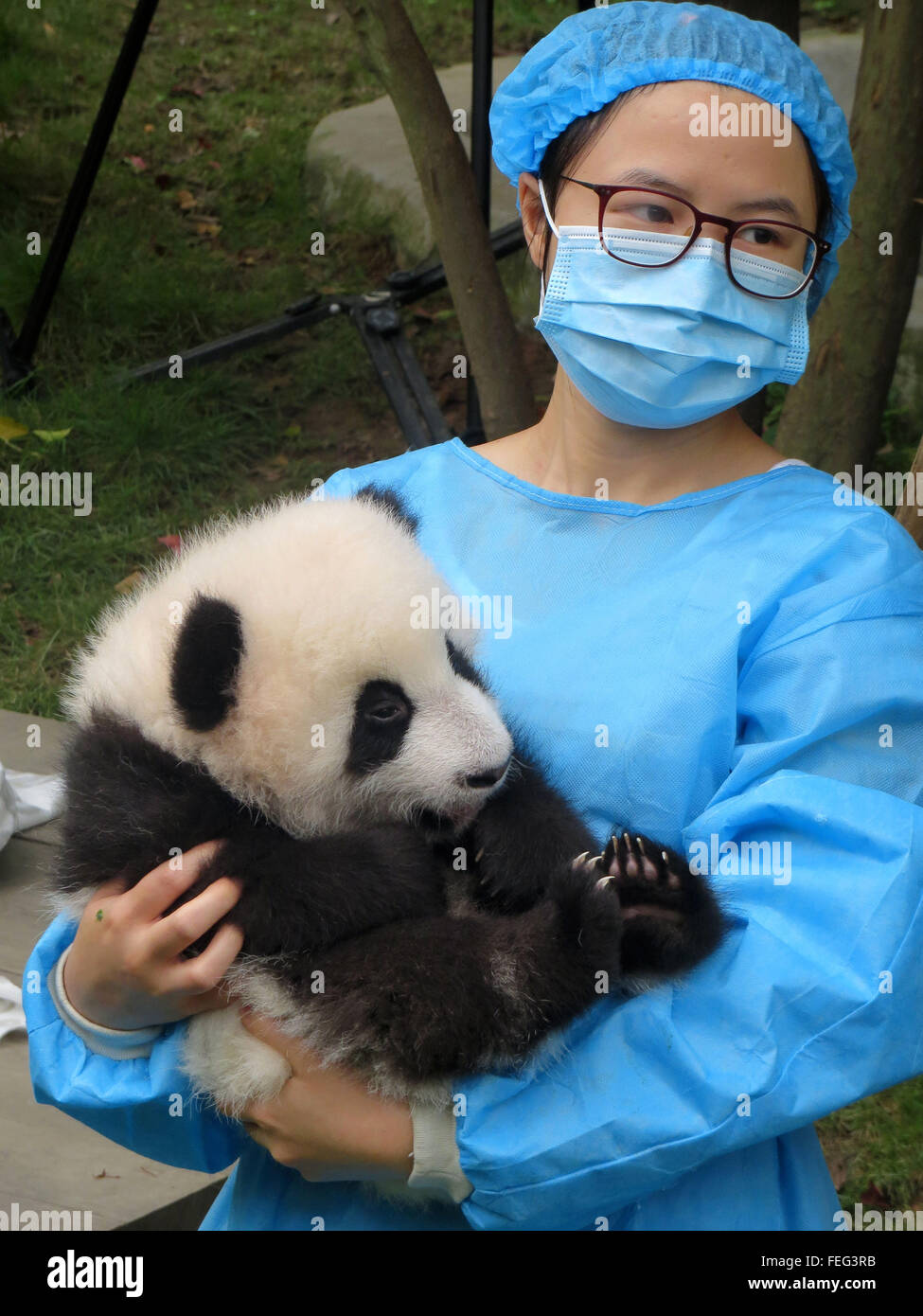 Baby Panda High Resolution Stock Photography and Images - Alamy