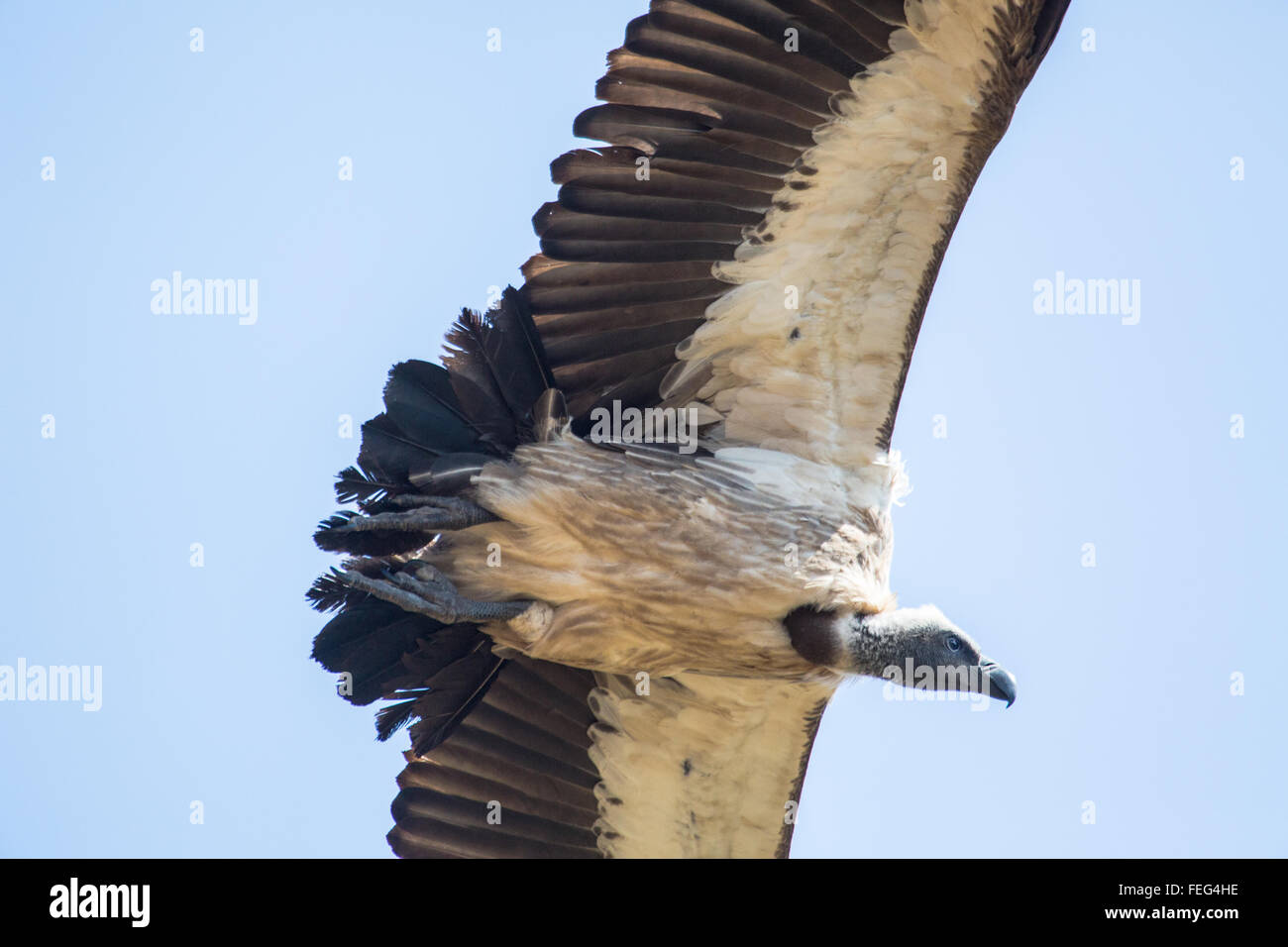 Vulture in African bushveld Stock Photo - Alamy