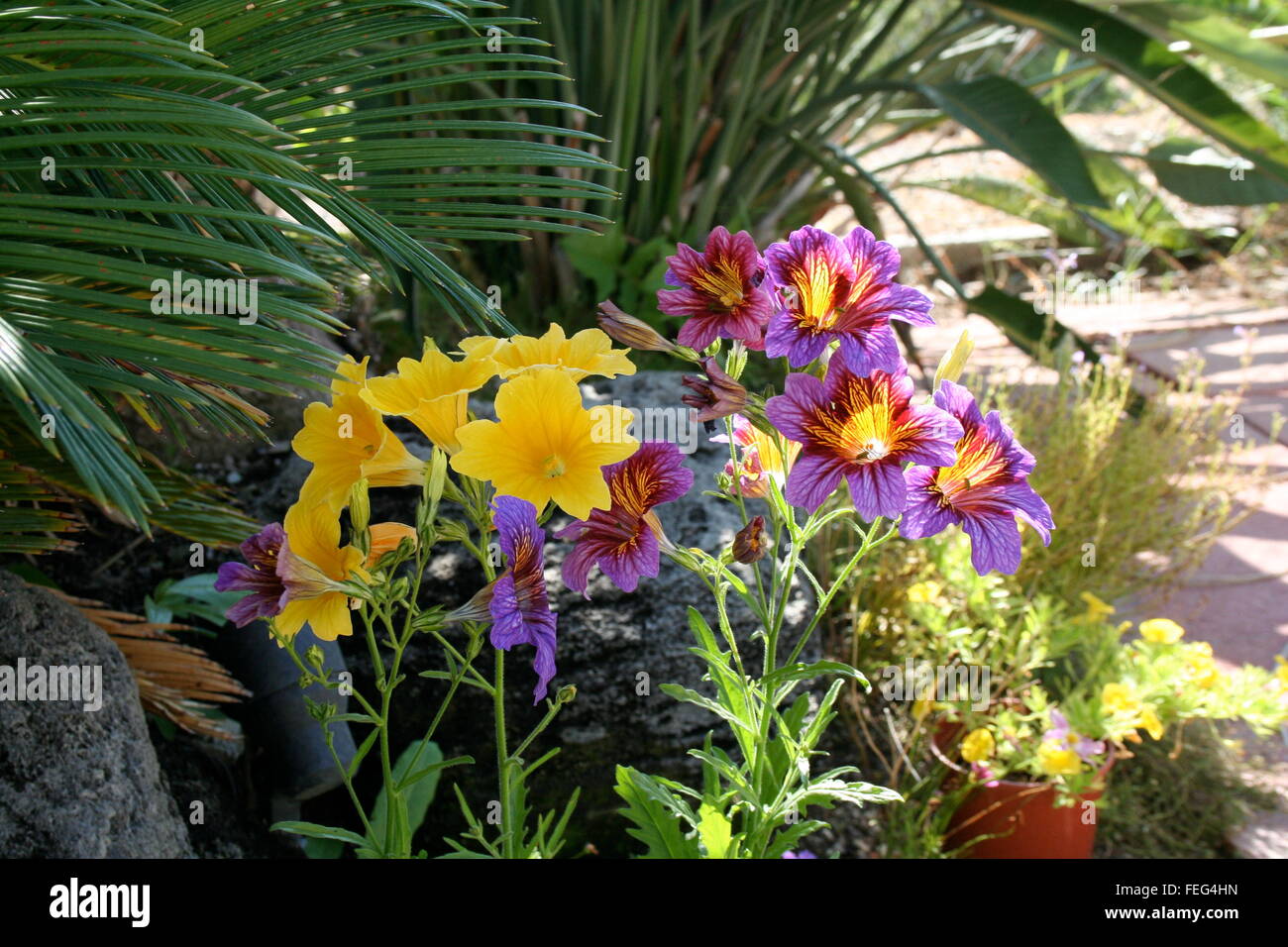 Purple and yellow flowers in a home garden Stock Photo - Alamy