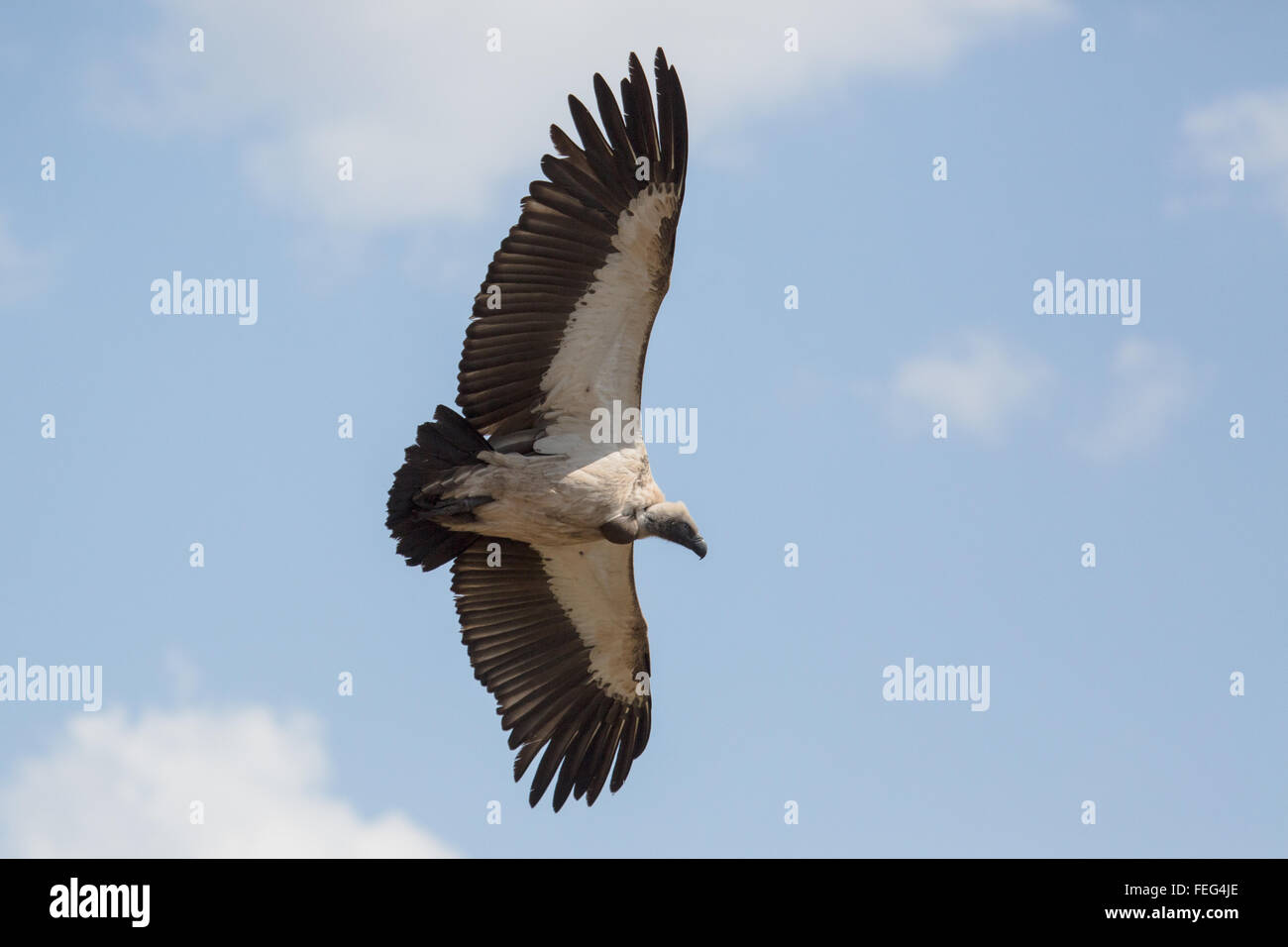 Vulture in African bushveld Stock Photo - Alamy