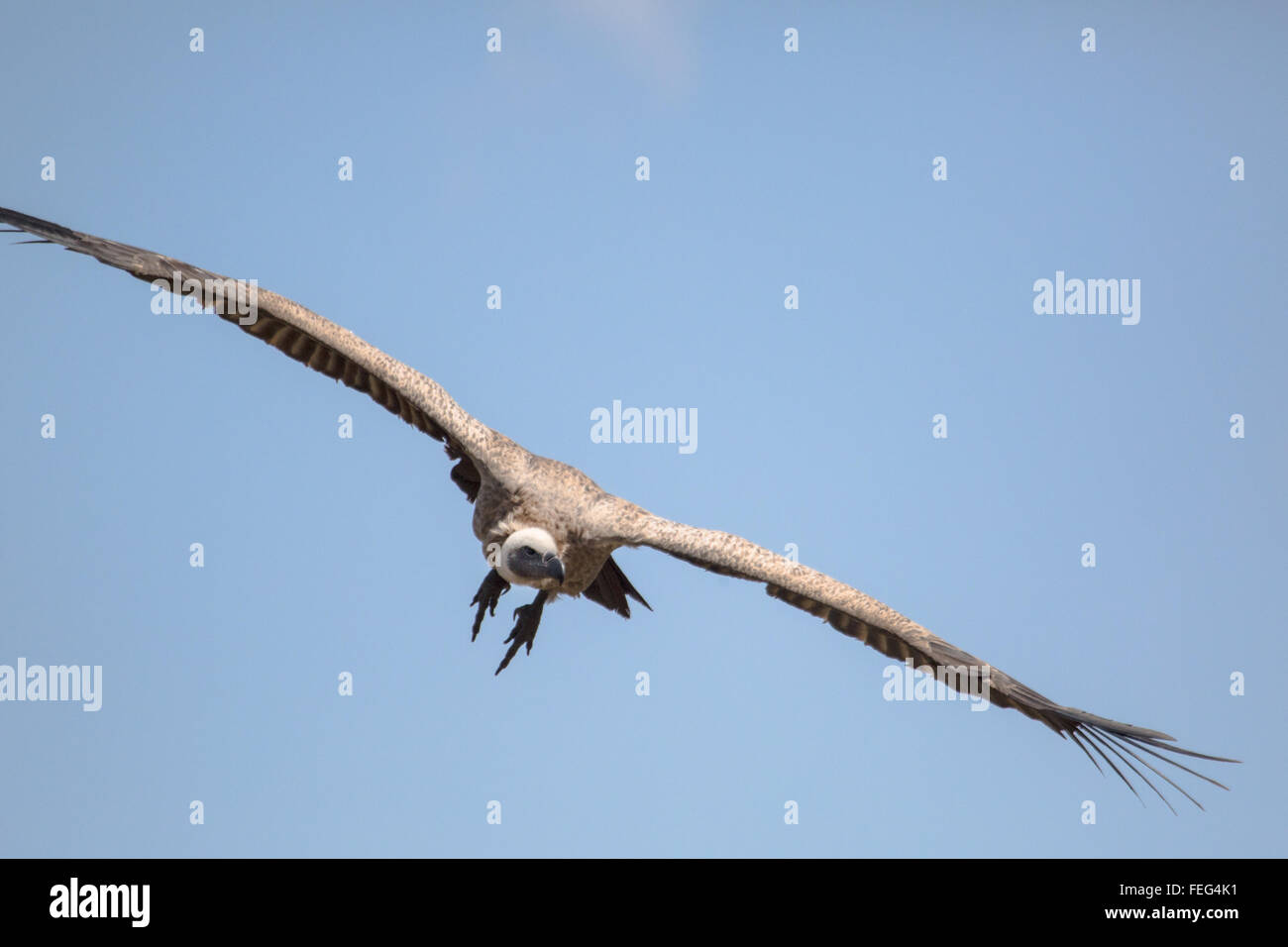 Vulture in African bushveld Stock Photo - Alamy