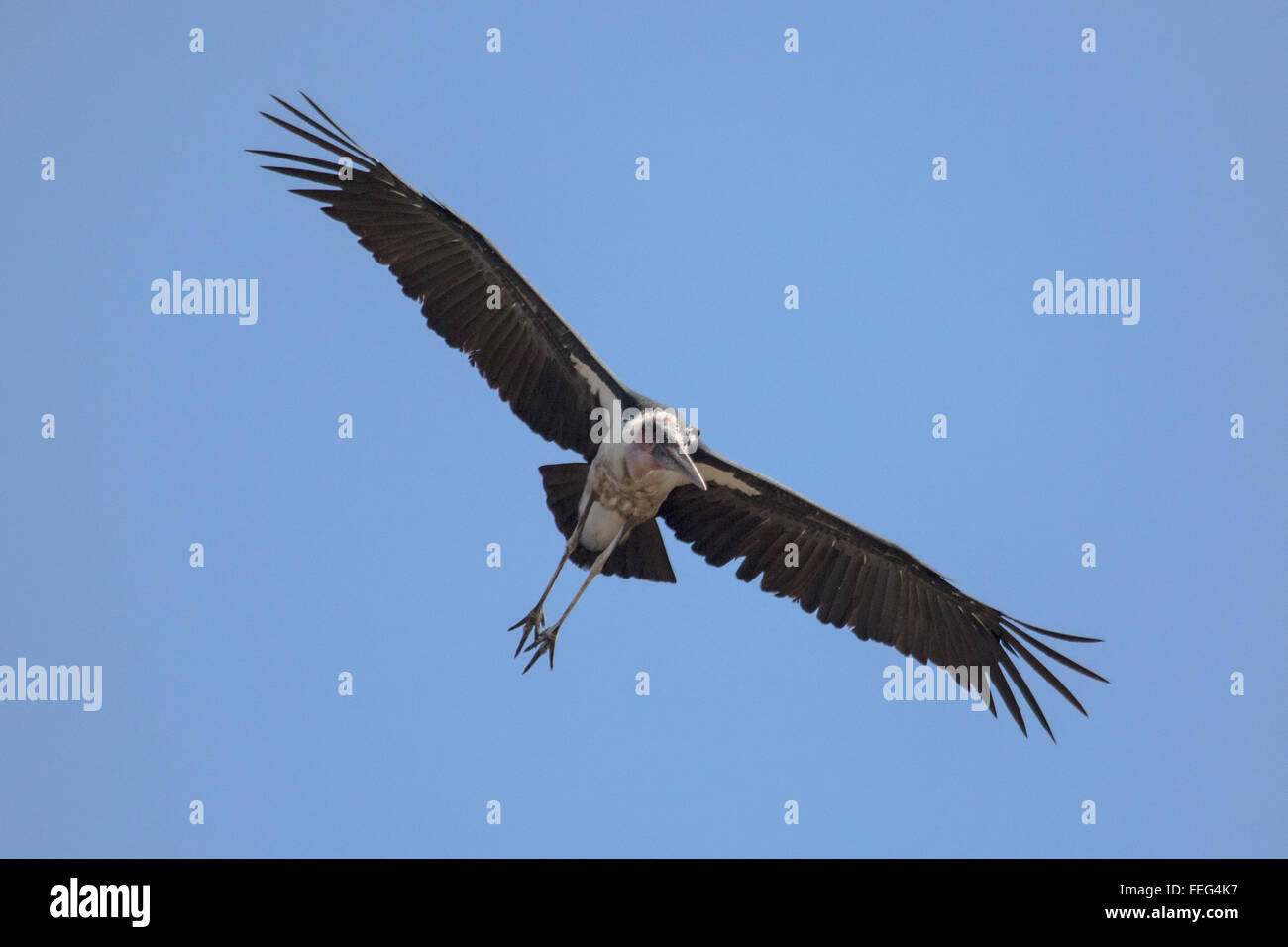 Vulture in African bushveld Stock Photo - Alamy
