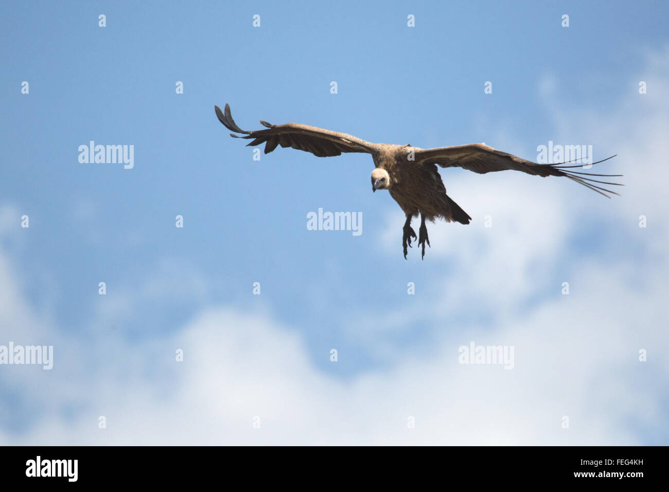 Vulture in African bushveld Stock Photo - Alamy