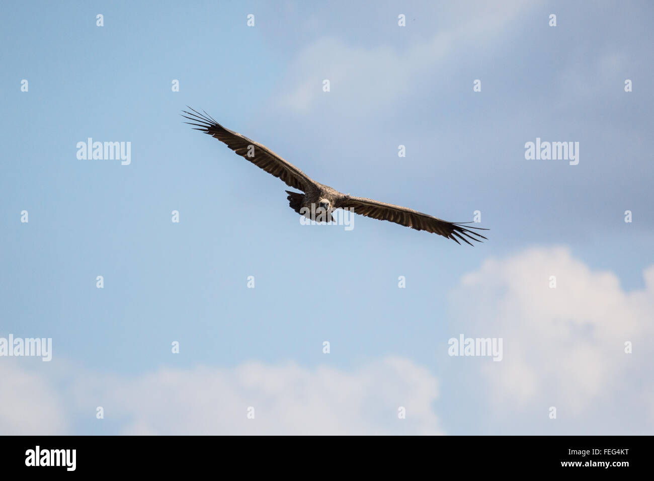 Vulture in African bushveld Stock Photo - Alamy