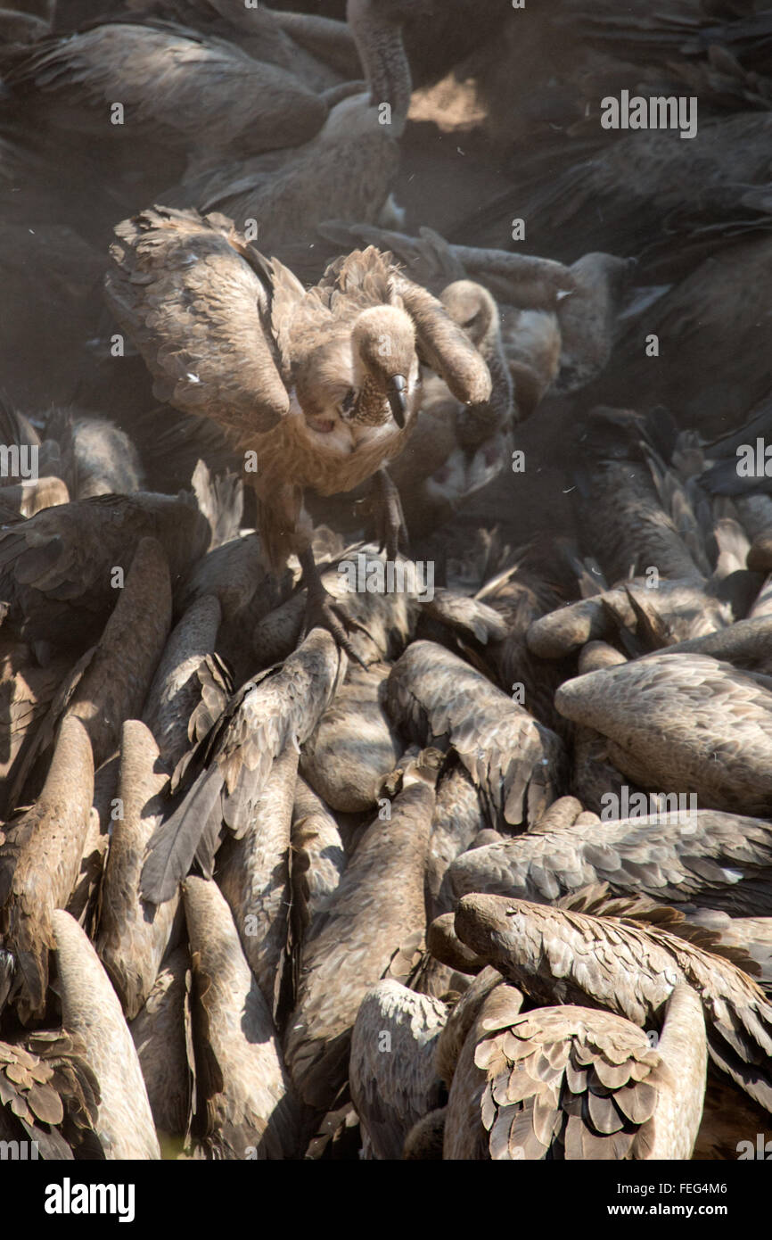 Vulture africa hi-res stock photography and images - Alamy