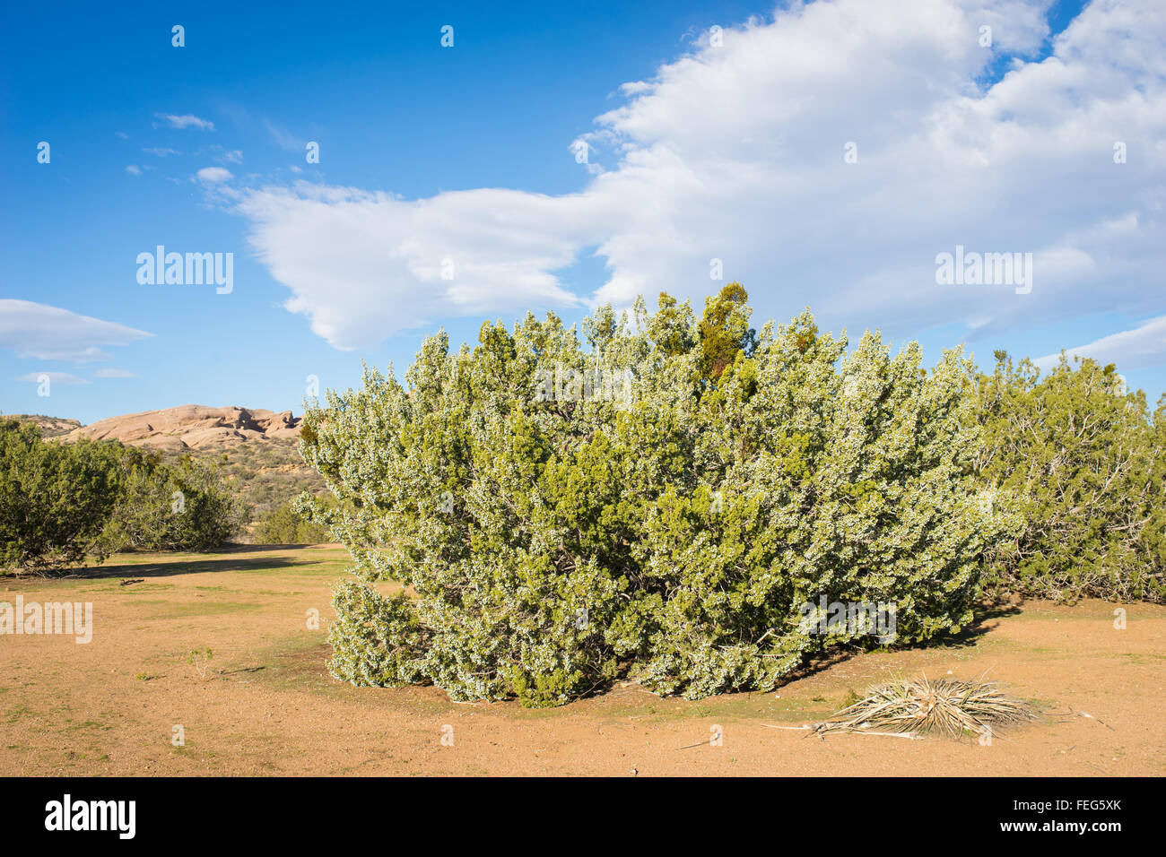 Brush and greenery grows in the deserts of southwest California Stock ...