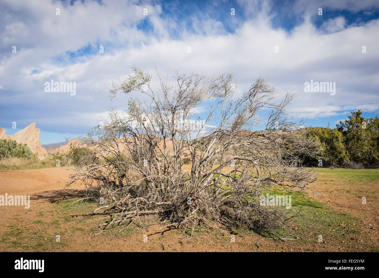 Dead brush hi-res stock photography and images - Alamy