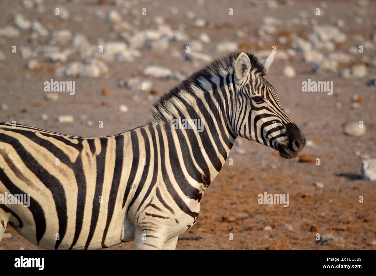 Namibian zebra hi-res stock photography and images - Alamy