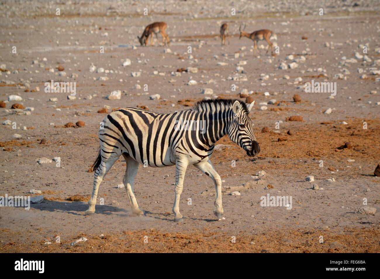 Zebra and antelope in Etosha National Park, Namibia, Africa Stock Photo ...