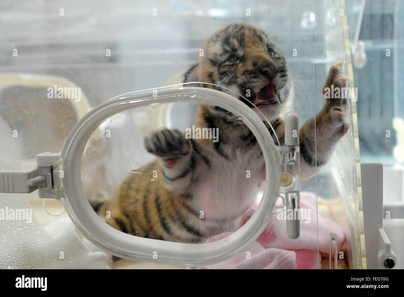 South china tiger cub hi-res stock photography and images - Alamy