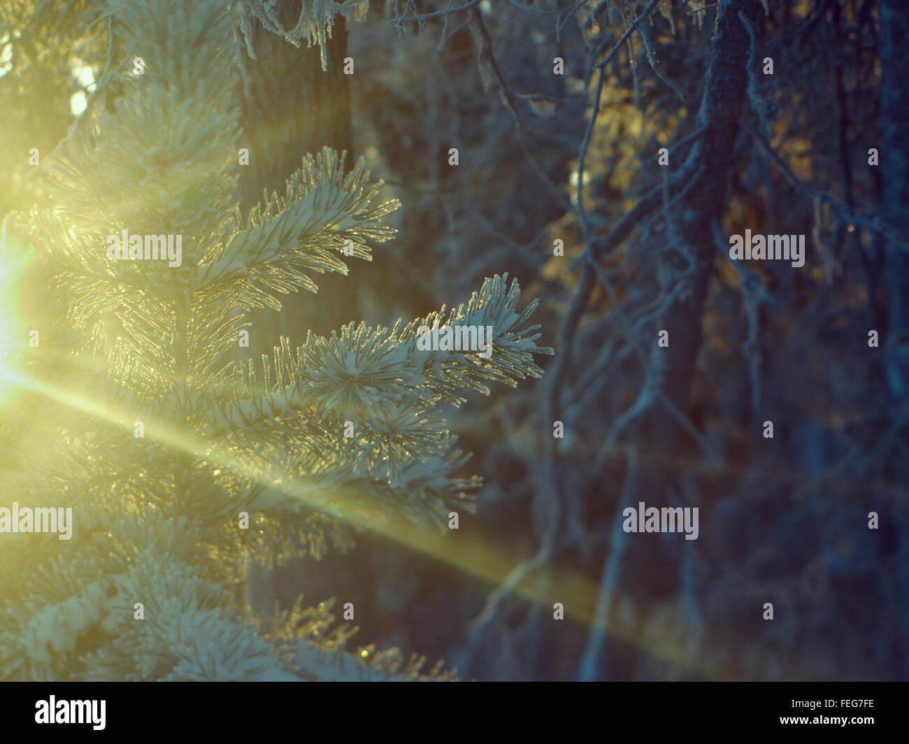 Winter landscape.frozen taiga forest Stock Photo - Alamy