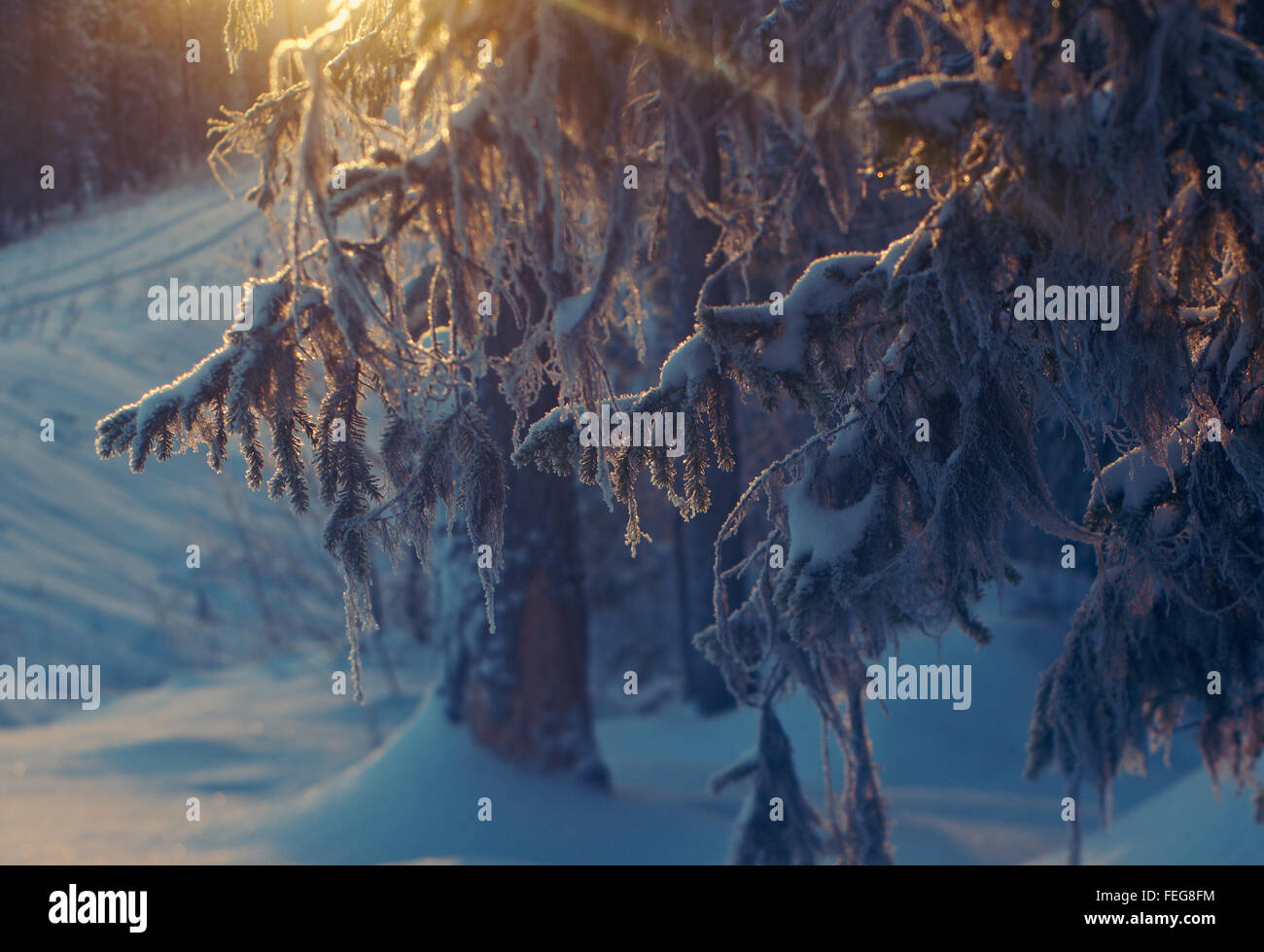 Winter landscape.frozen taiga forest Stock Photo - Alamy