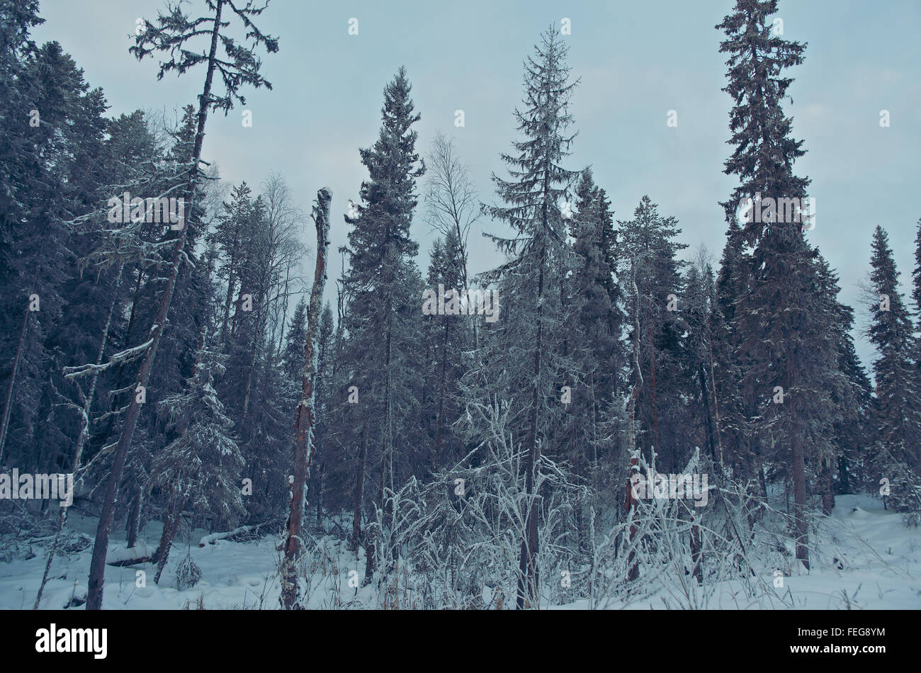Winter landscape.frozen taiga forest Stock Photo - Alamy