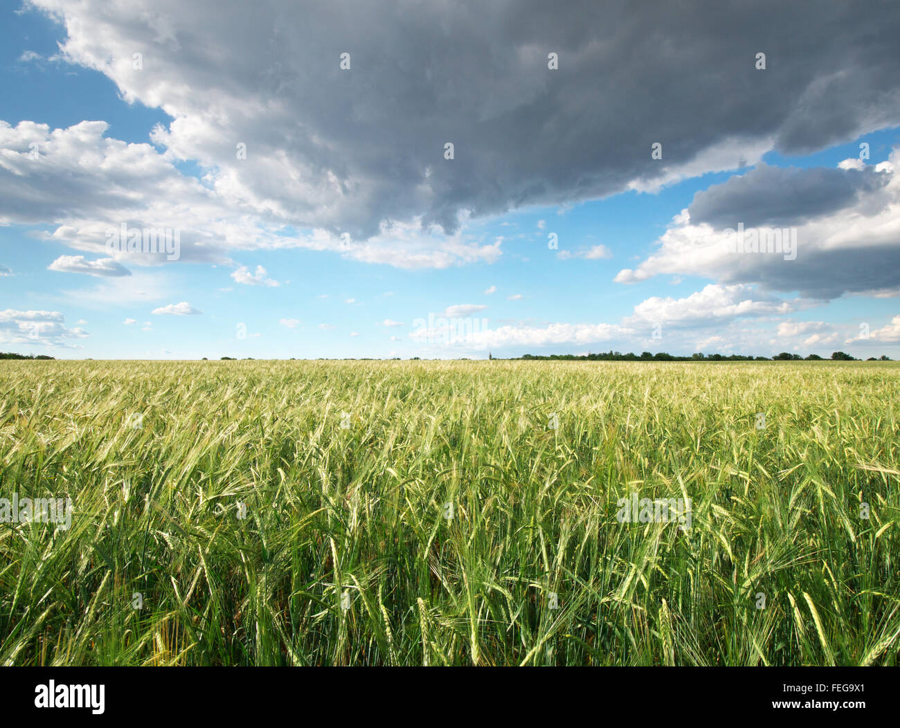 Meadow of wheat. Nature composition Stock Photo - Alamy