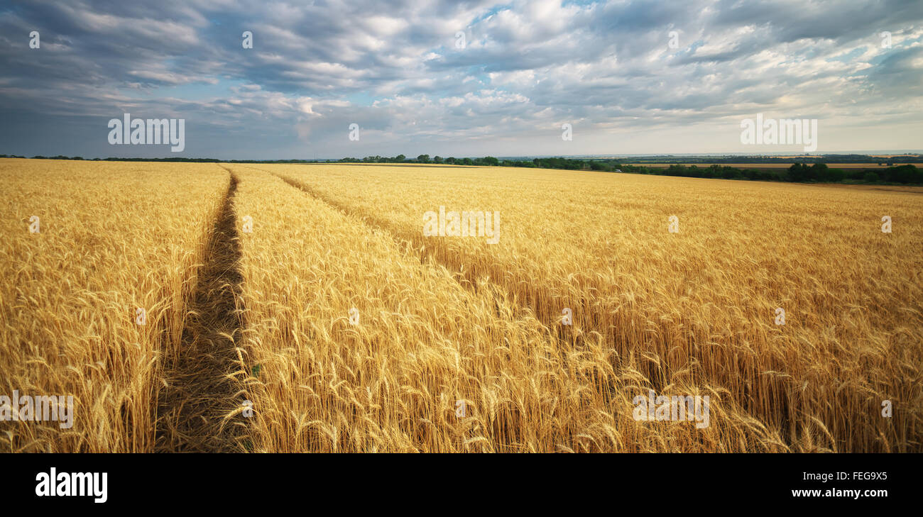 Meadow of wheat. Nature composition Stock Photo - Alamy
