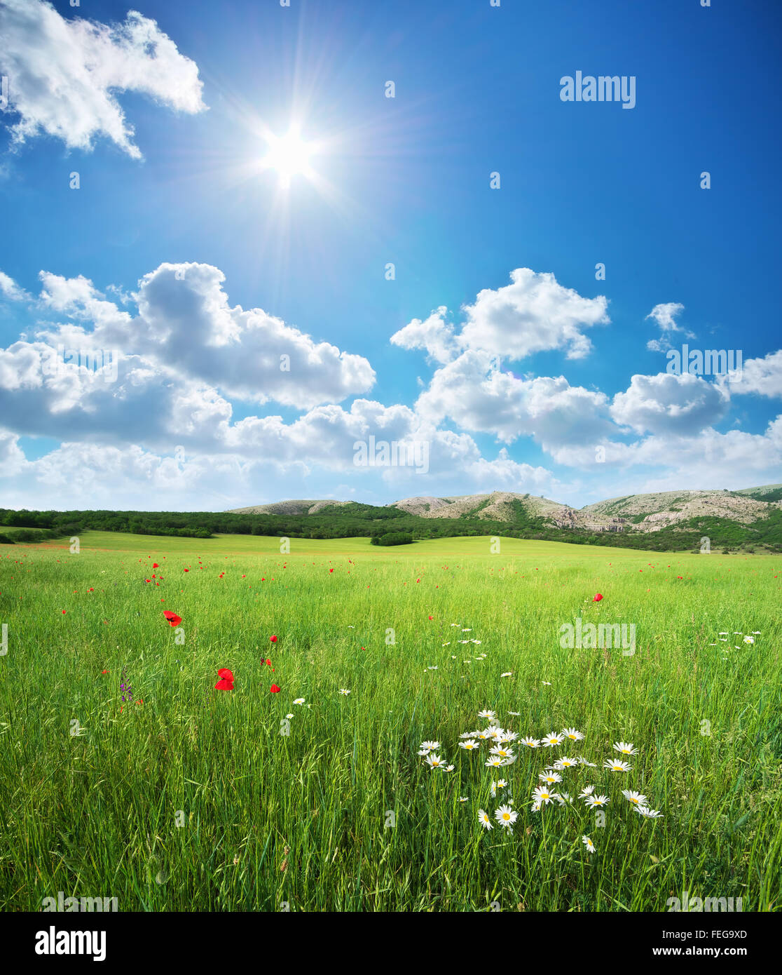 Green spring meadow. Nature landscape composition Stock Photo - Alamy