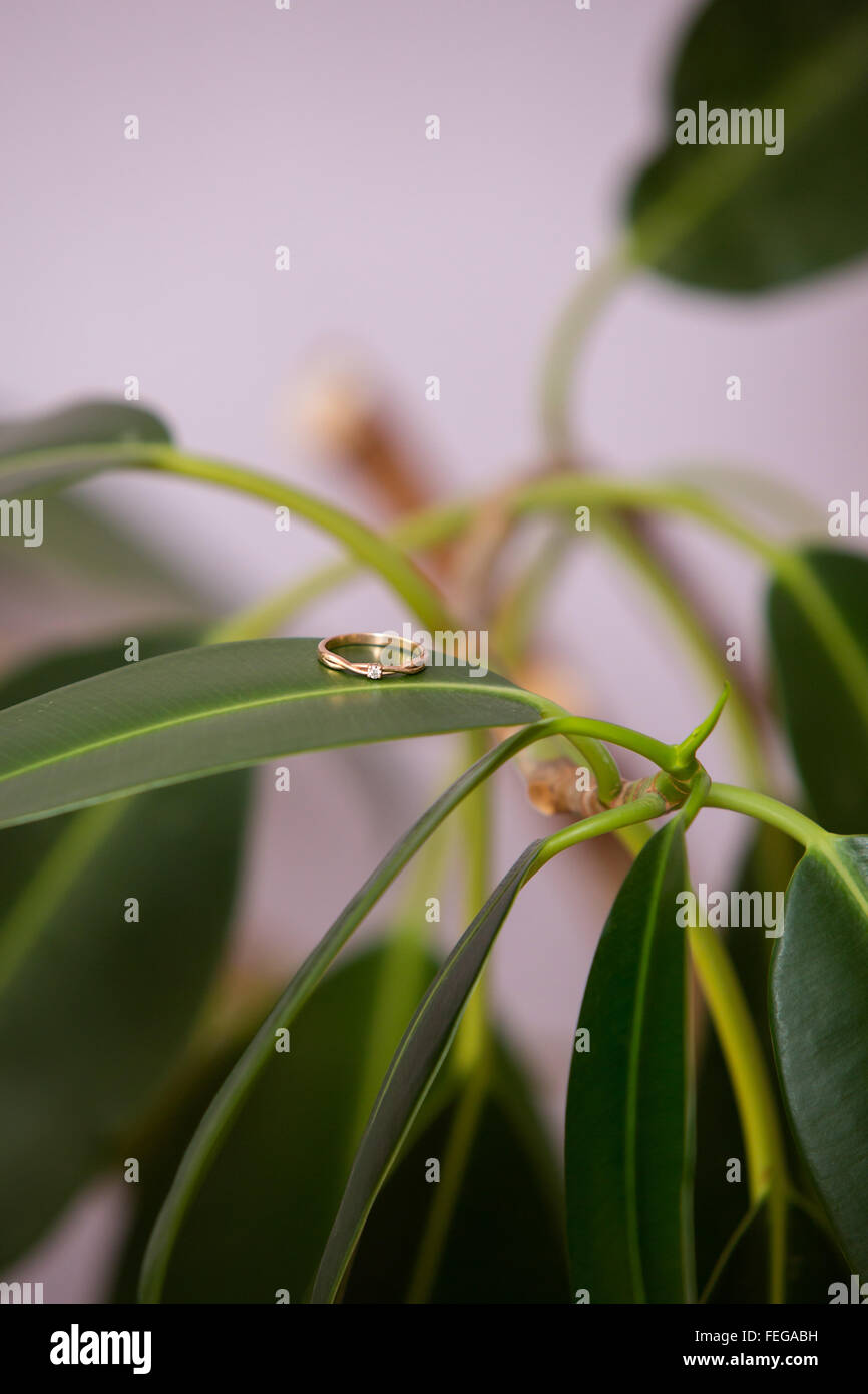 wedding rings on a green plant Stock Photo - Alamy