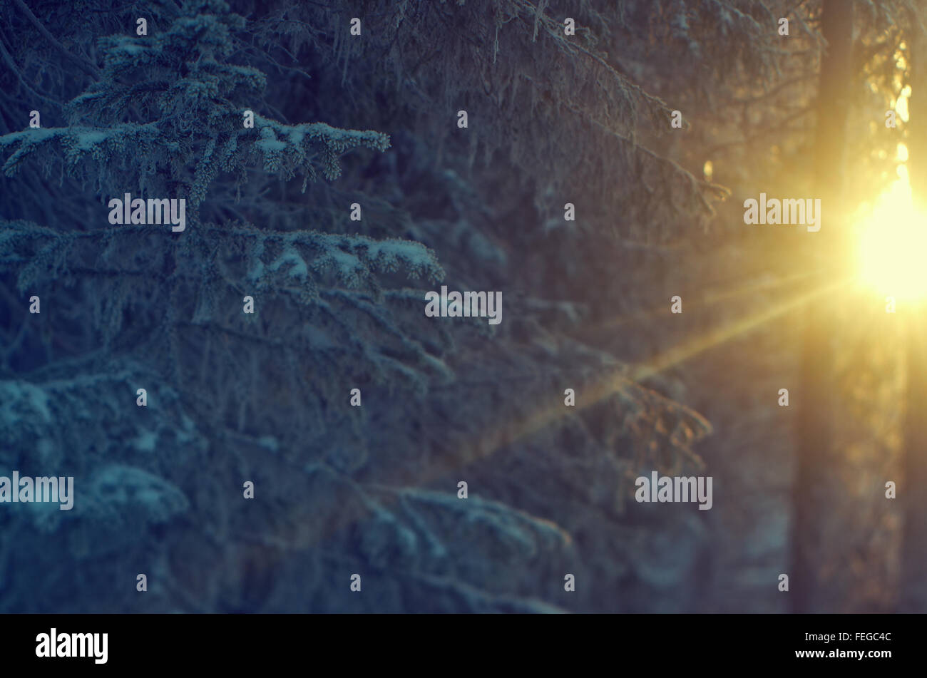 Winter landscape.frozen taiga forest Stock Photo - Alamy