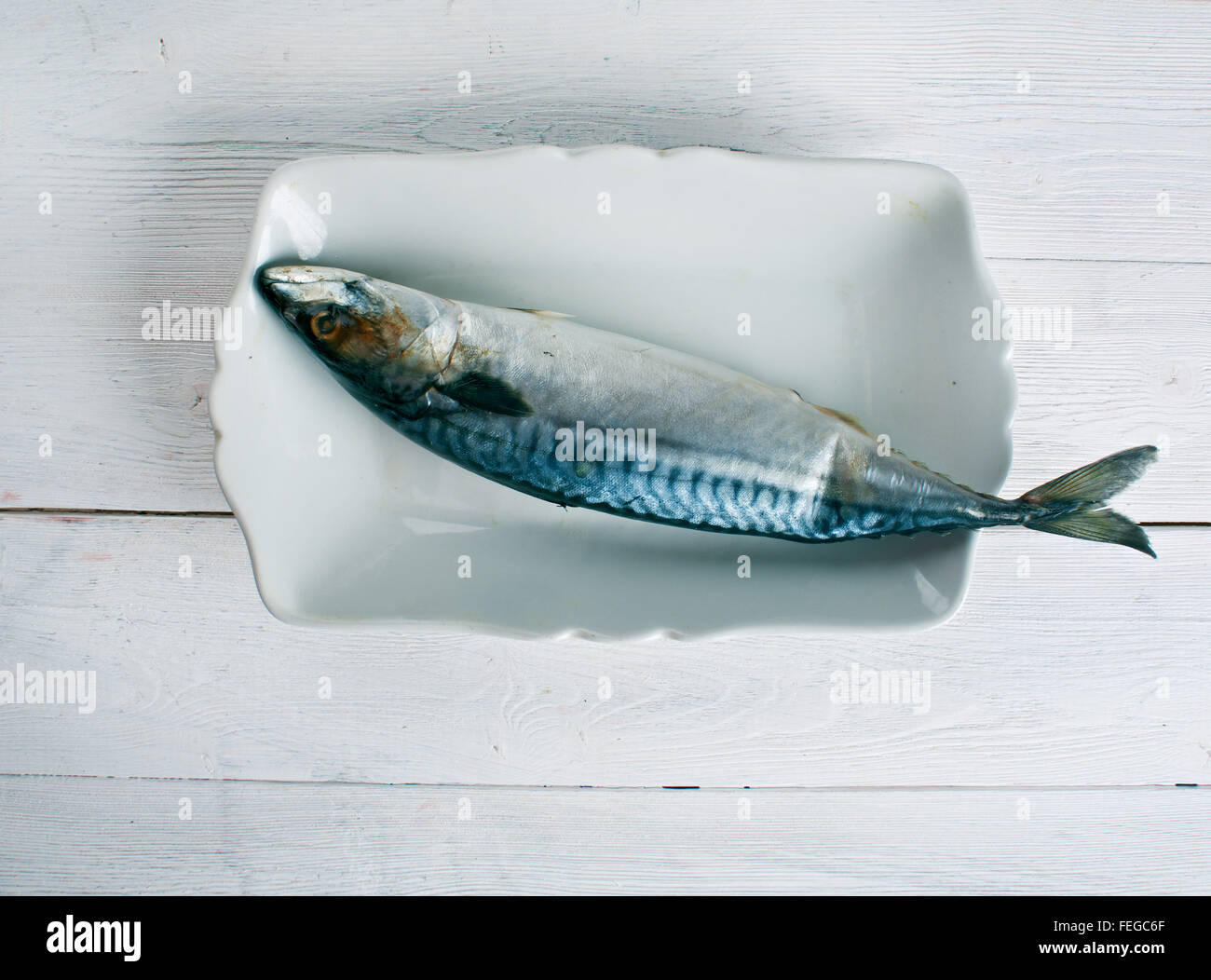 Atlantic mackerel hi-res stock photography and images - Alamy