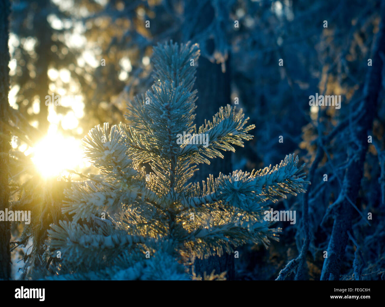 Winter landscape.frozen taiga forest Stock Photo - Alamy