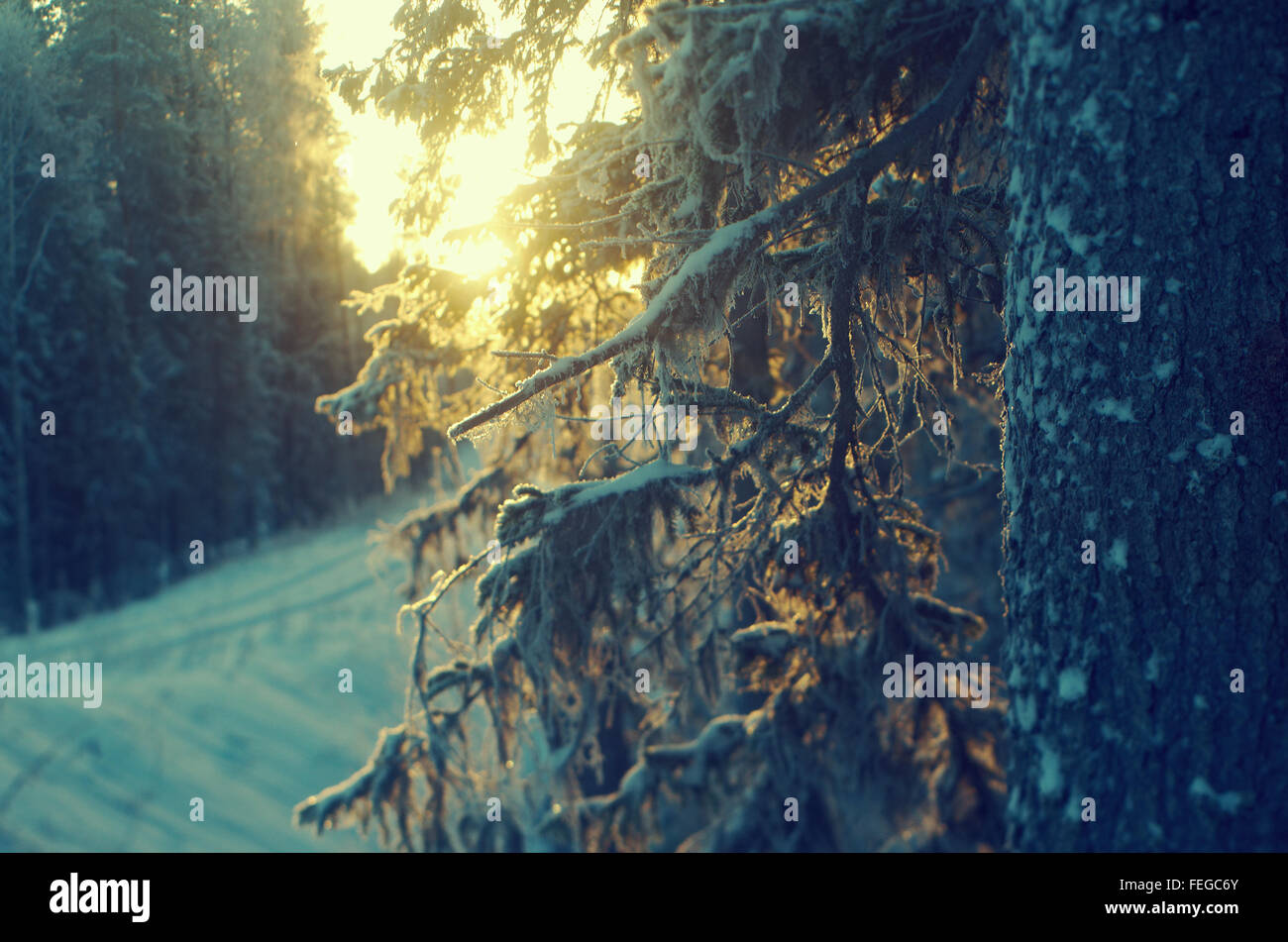 Winter landscape.frozen taiga forest Stock Photo - Alamy