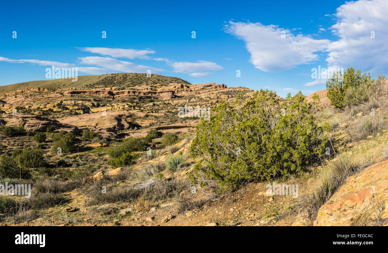 Greenery sprouts in nature wilderness of California's southern Mojave ...