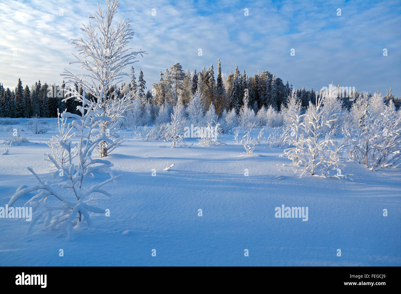 Winter landscape. snow-covered branches of trees and shrubs Stock Photo ...