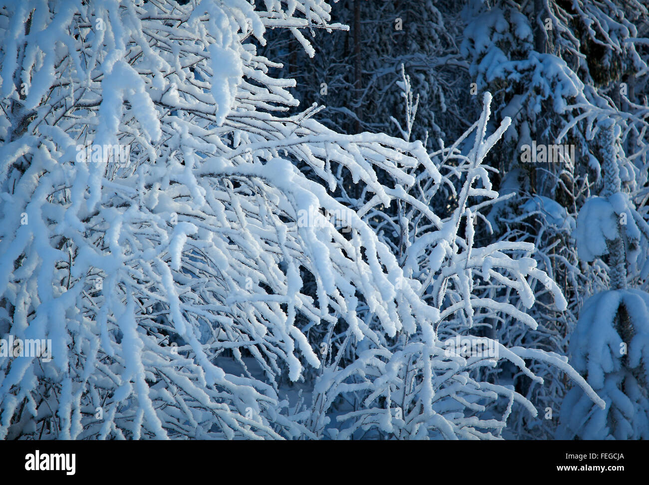 Winter landscape. snow-covered branches of trees and shrubs Stock Photo ...