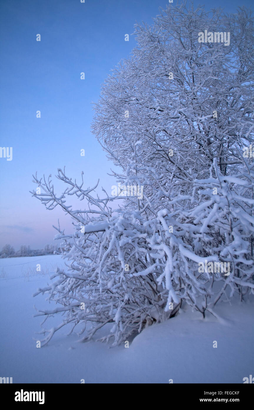 Winter landscape snow-covered branches of trees and shrubs Stock Photo ...