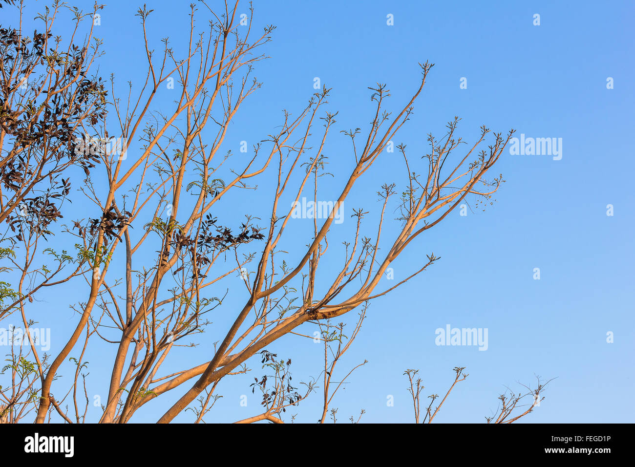 Stylize hi-res stock photography and images - Alamy