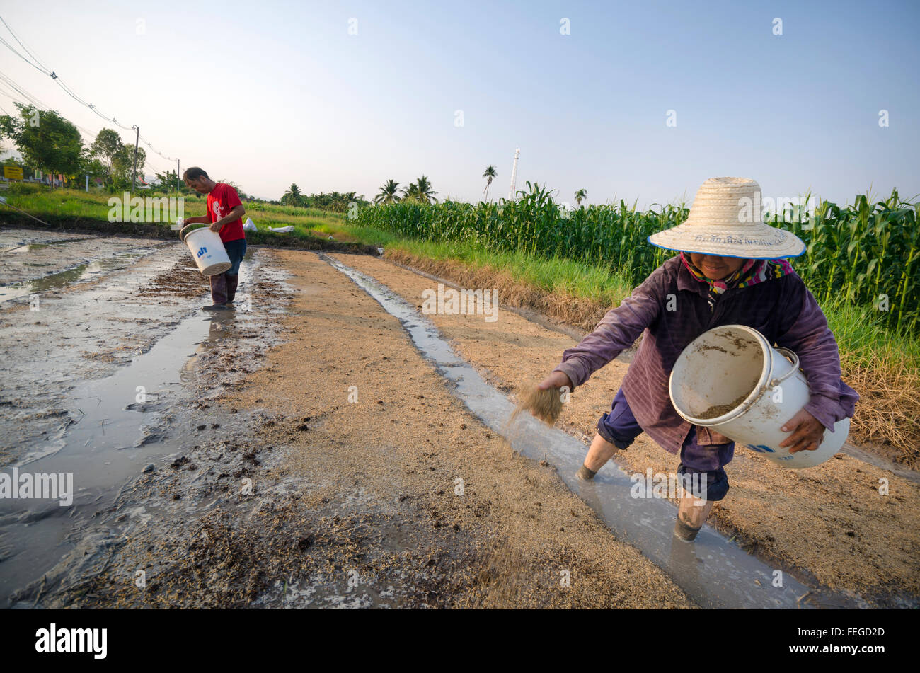 Chiang Mai, Thailand – May 9, 2015: A Thai woman sows rice with her ...