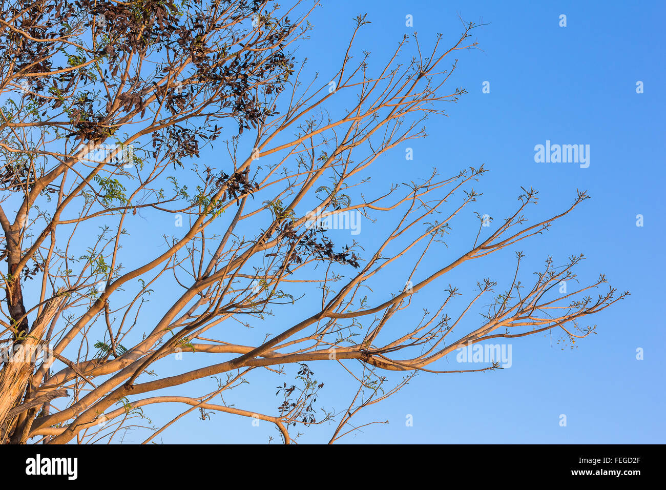 Stylize hi-res stock photography and images - Alamy
