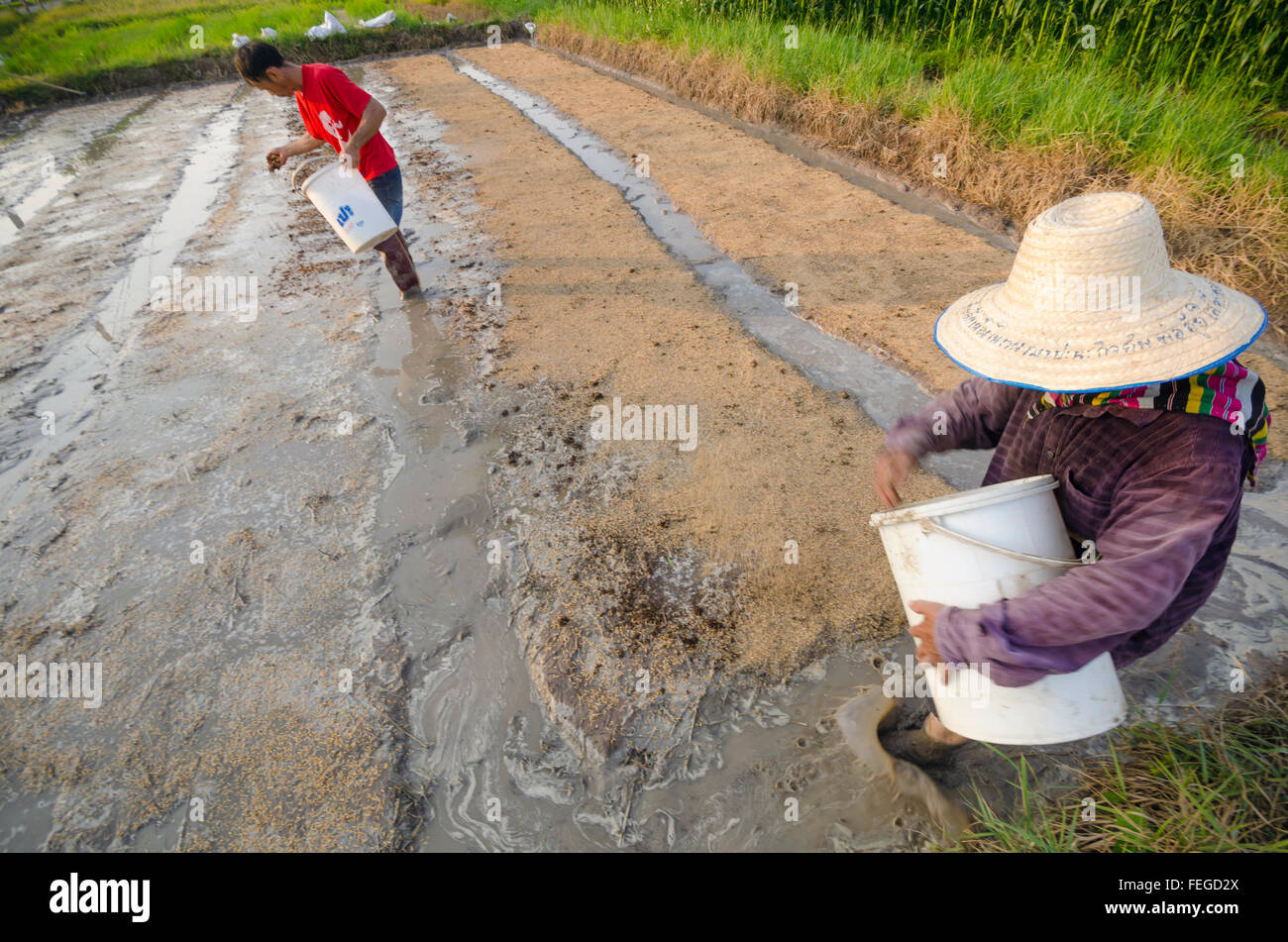 Chiang Mai, Thailand – May 9, 2015: A Thai couple sow rice at a farm in ...