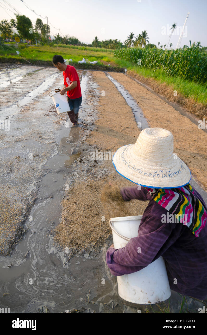 Chiang Mai, Thailand – May 9, 2015: A Thai couple sow rice at a farm in ...