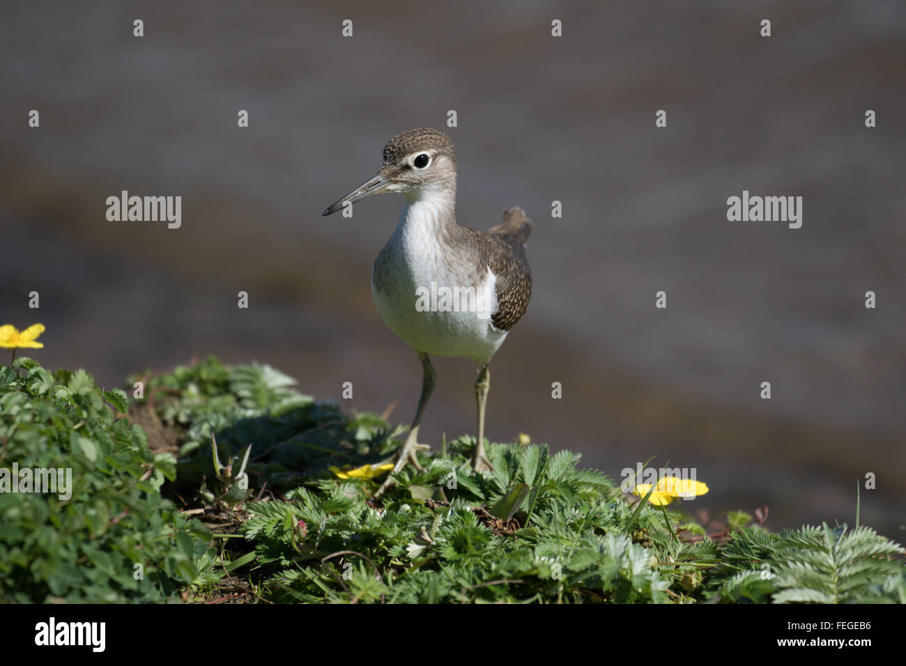 Common sandpiper uk hi-res stock photography and images - Alamy