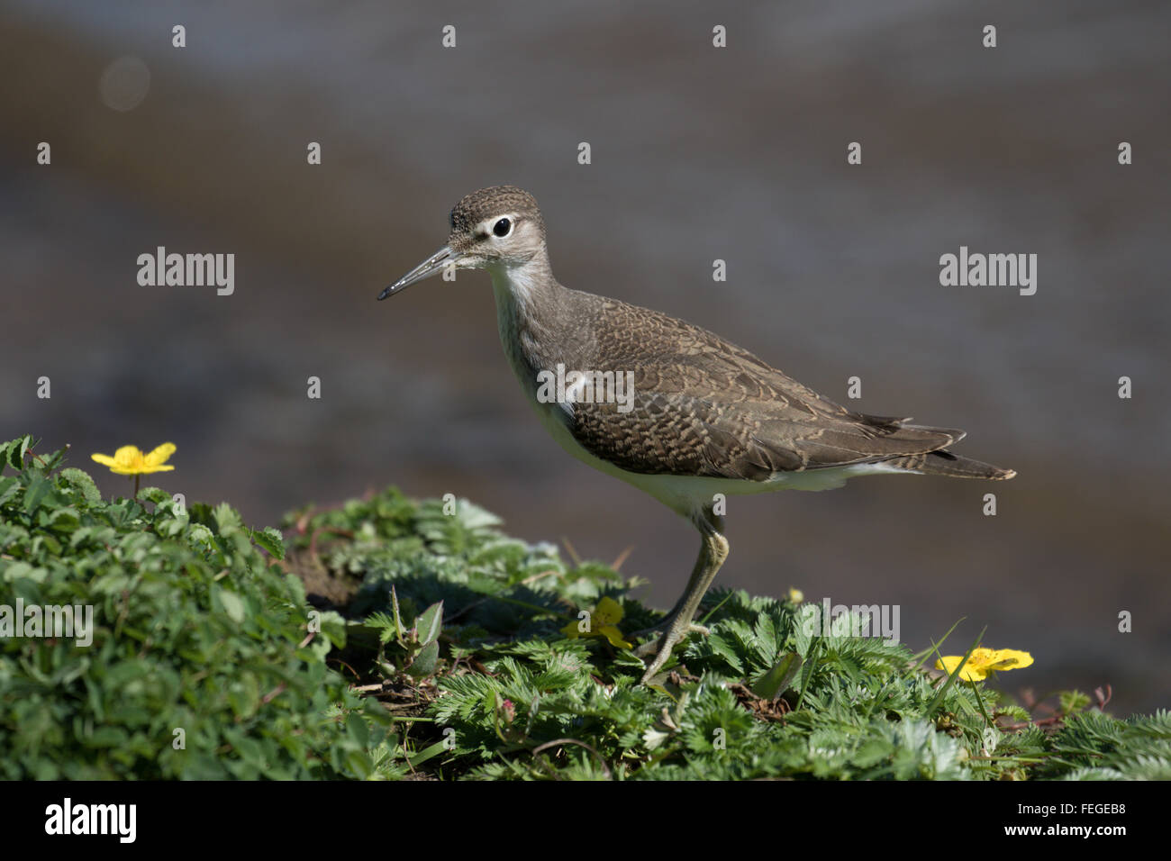 Common sandpiper uk hi-res stock photography and images - Alamy