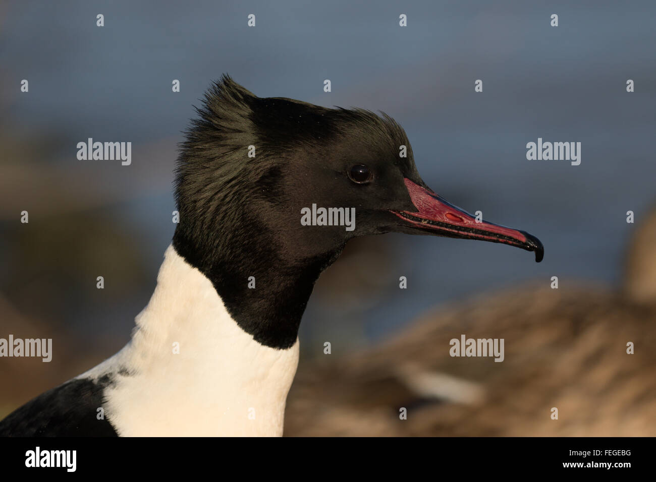 Male profile head hi-res stock photography and images - Alamy