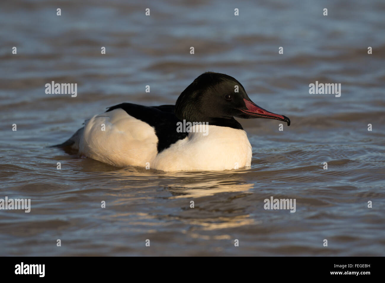 Goosander (male) displaying Stock Photo - Alamy
