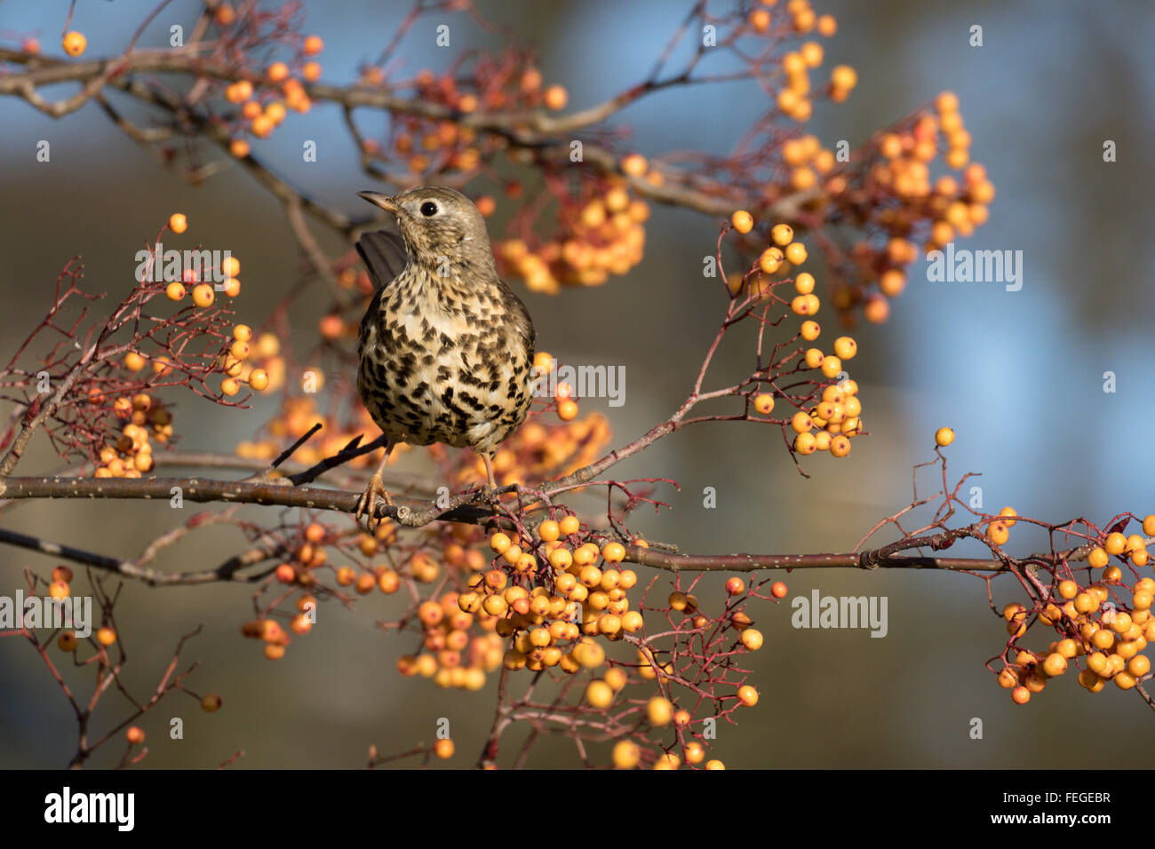 Mistle thrush berries hi-res stock photography and images - Alamy