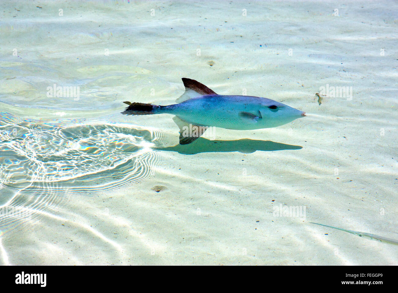 little fish isla contoy in mexico froath and foam the sea drop sunny ...